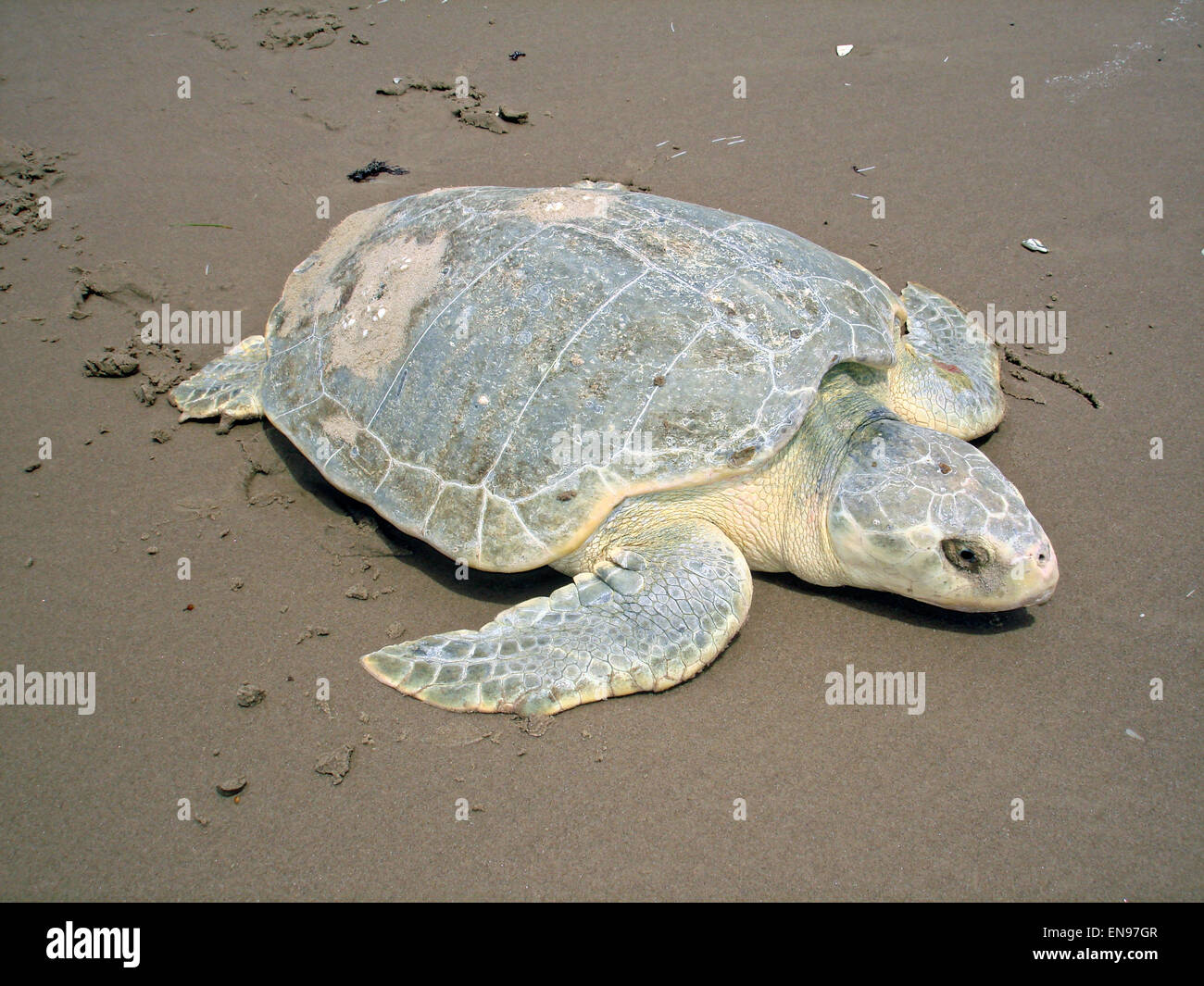 Kemps ridley turtle hi-res stock photography and images - Alamy
