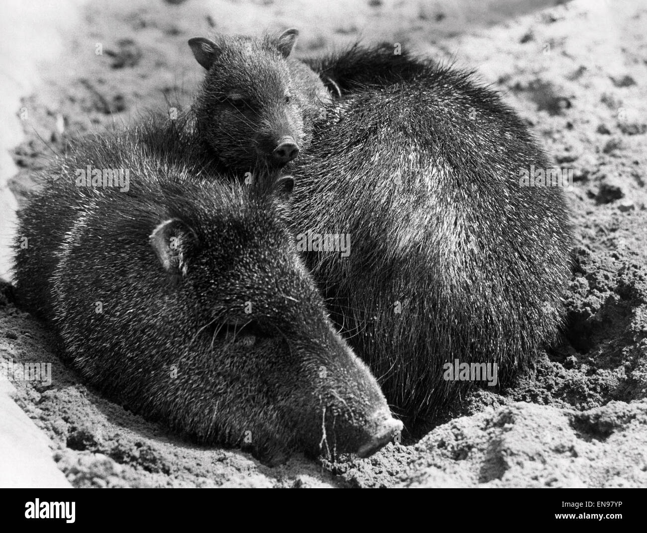 A baby Collared Peccary at Dudley Zoo. 24th April 1973 Stock Photo - Alamy
