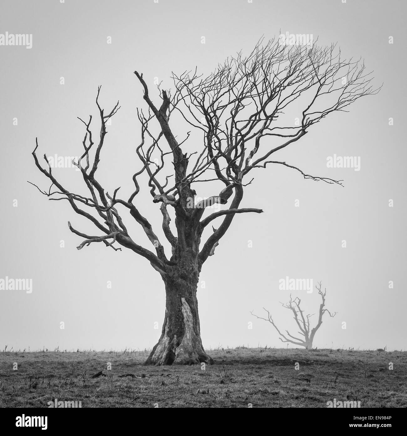 Dead trees in mist Black and White Stock Photos & Images - Alamy