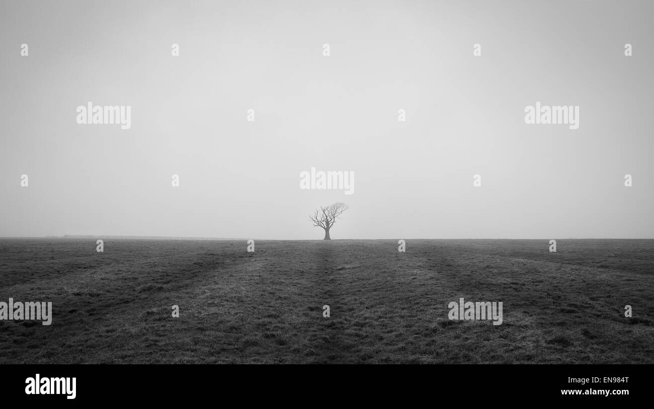 A lone tree surrounded by mist Stock Photo - Alamy