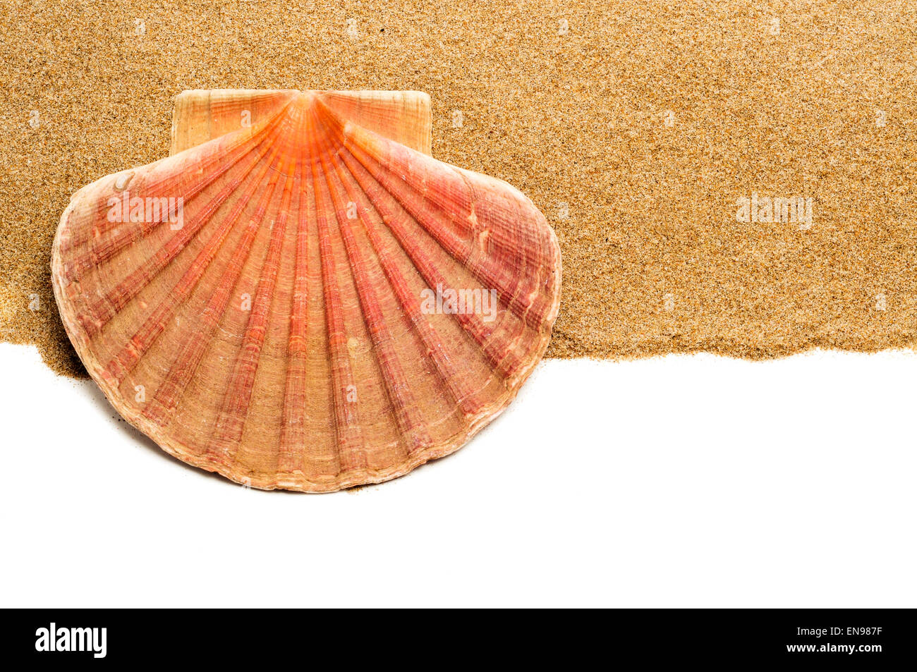 closeup of a scallop shell on the sand, on a white background with a ...