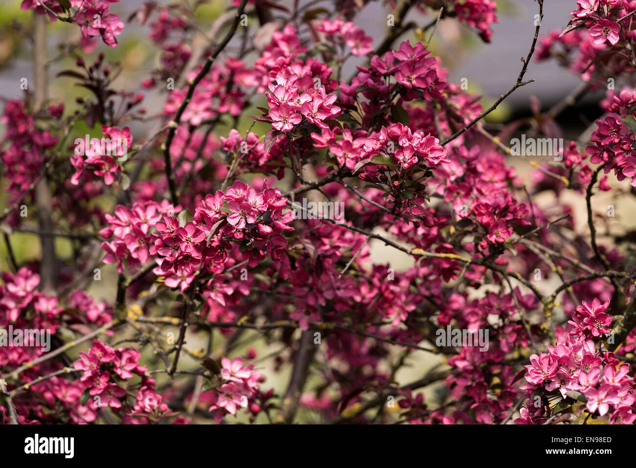 Malus royalty tree hi-res stock photography and images - Alamy