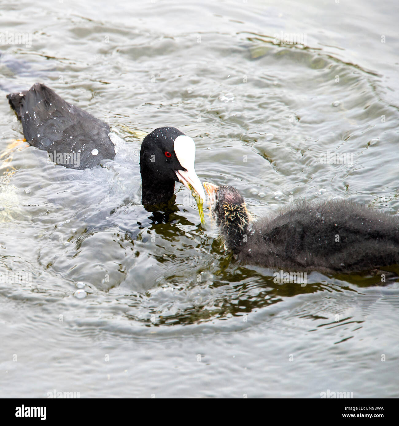 Fairburn ings birds hi-res stock photography and images - Alamy