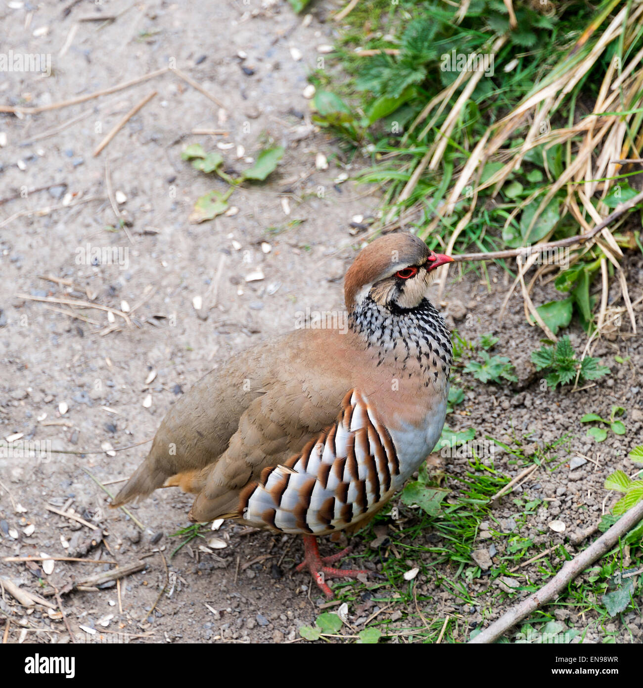 Partridge Bird High Resolution Stock Photography and Images - Alamy