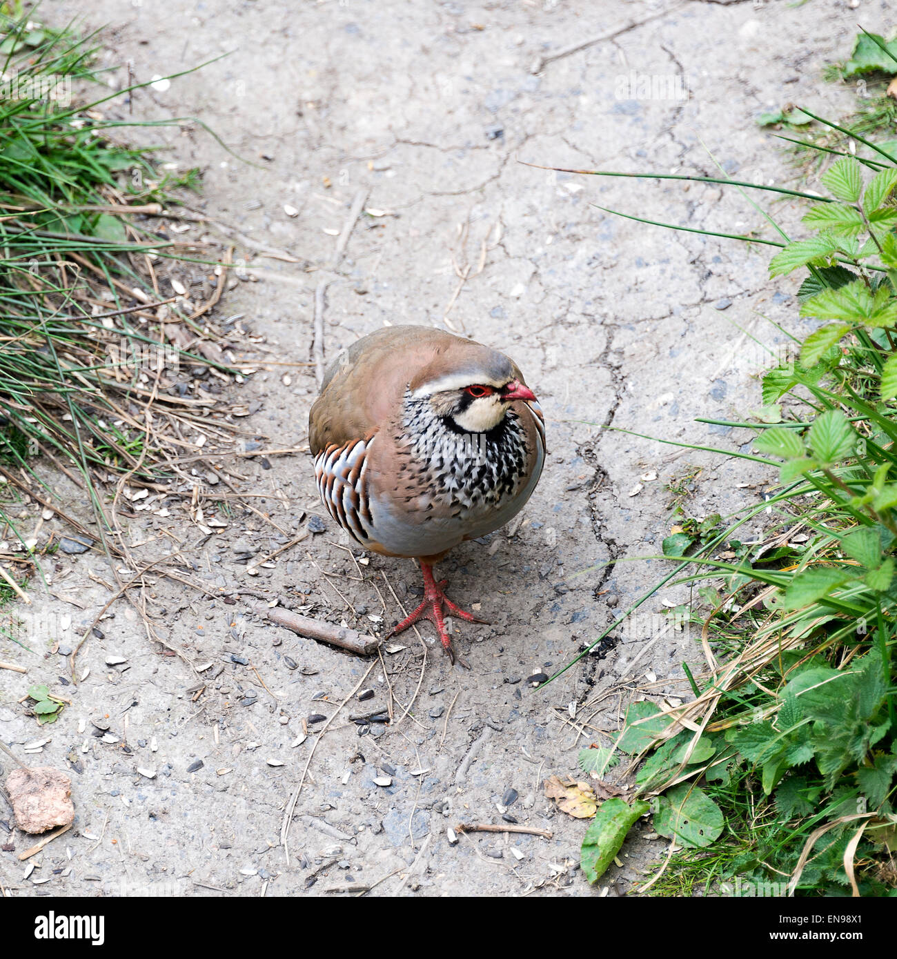 A Red-Legged Partridge Scavenging for Food at Fairburn Ings near ...