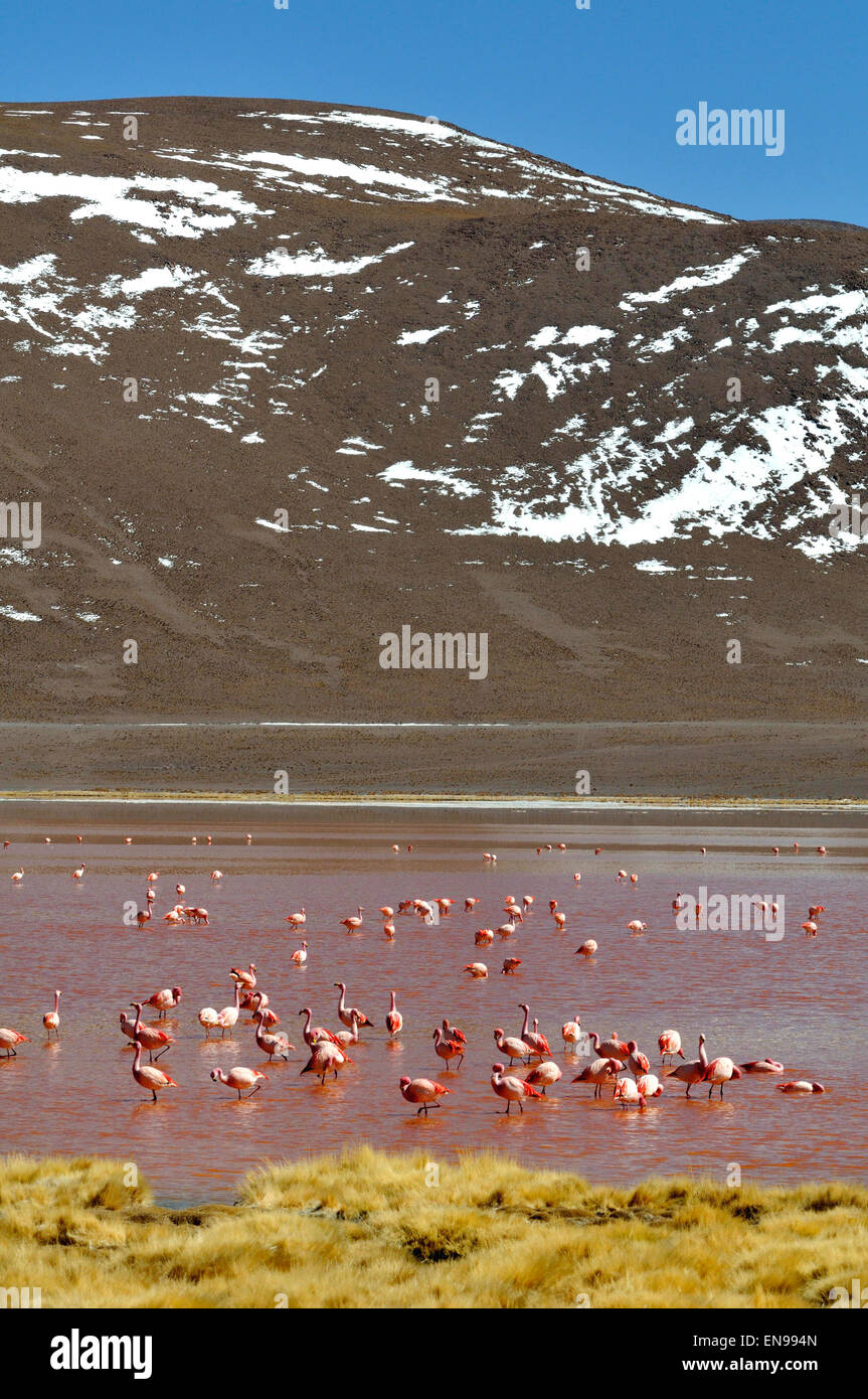 LLaguna Colorada (Red Lagoon) salt lake in southwest of the altiplano ...