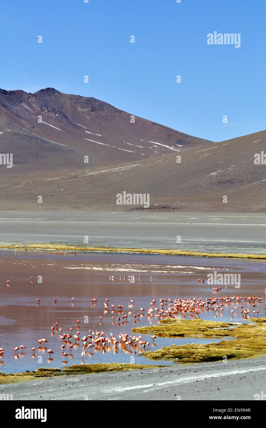 Laguna Colorada (Red Lagoon) salt lake in southwest of the altiplano of ...