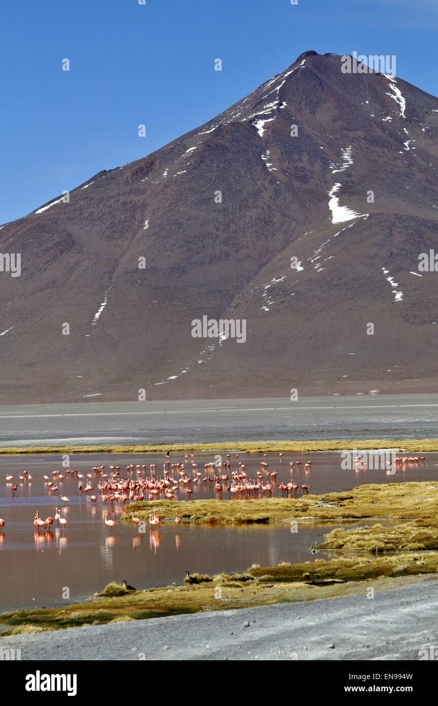 Laguna Colorada (Red Lagoon) salt lake in southwest of the altiplano of ...