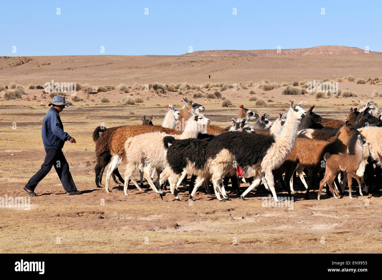 Herd of Lama, Llama. Bolivia Stock Photo - Alamy