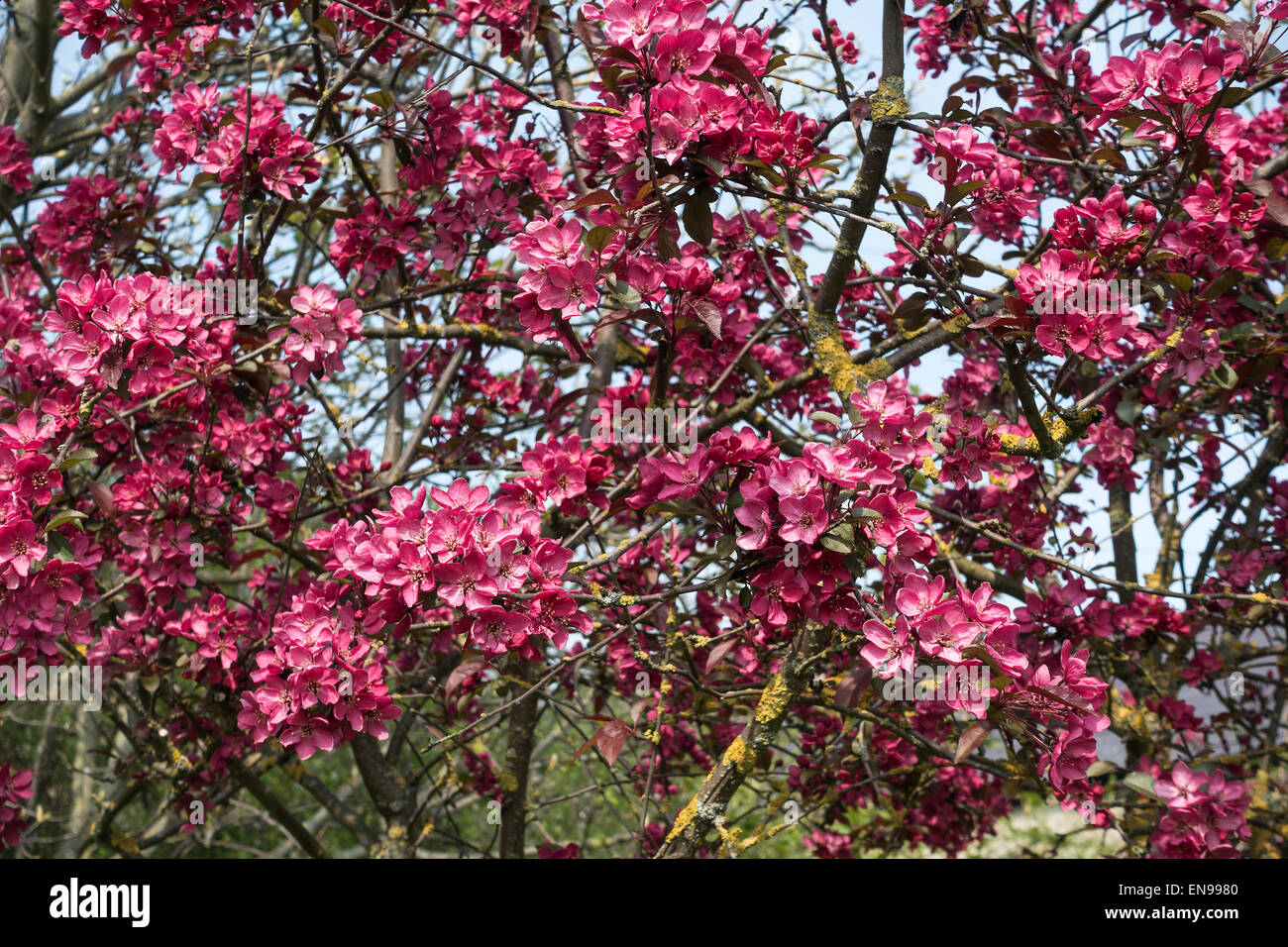 Crab Apple Tree Malus Royalty with Crimson-Purple Blossom in Bloom in ...