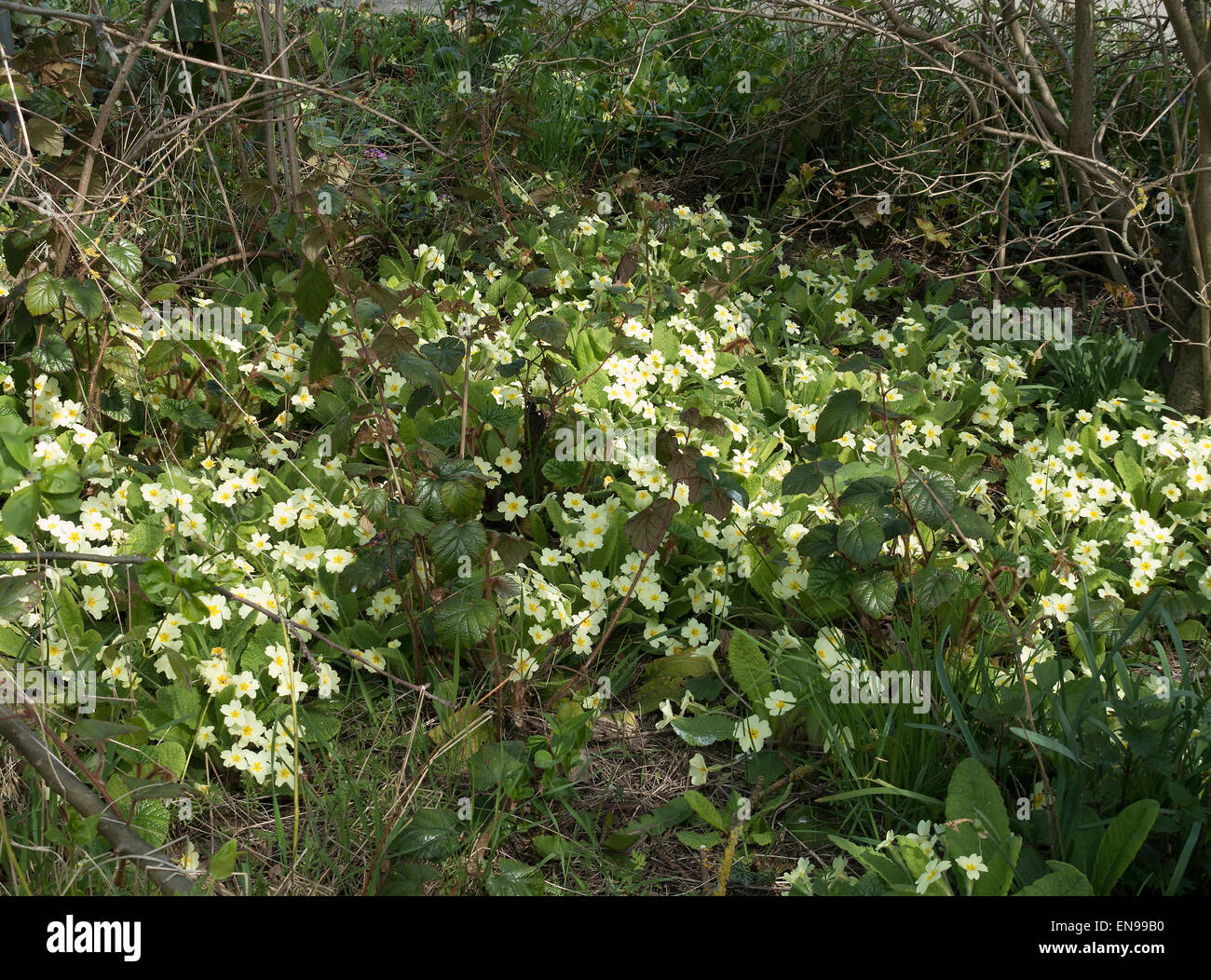 A Large Clump of Creamy Pale Yellow Wild Primrose in Woodland at Old ...