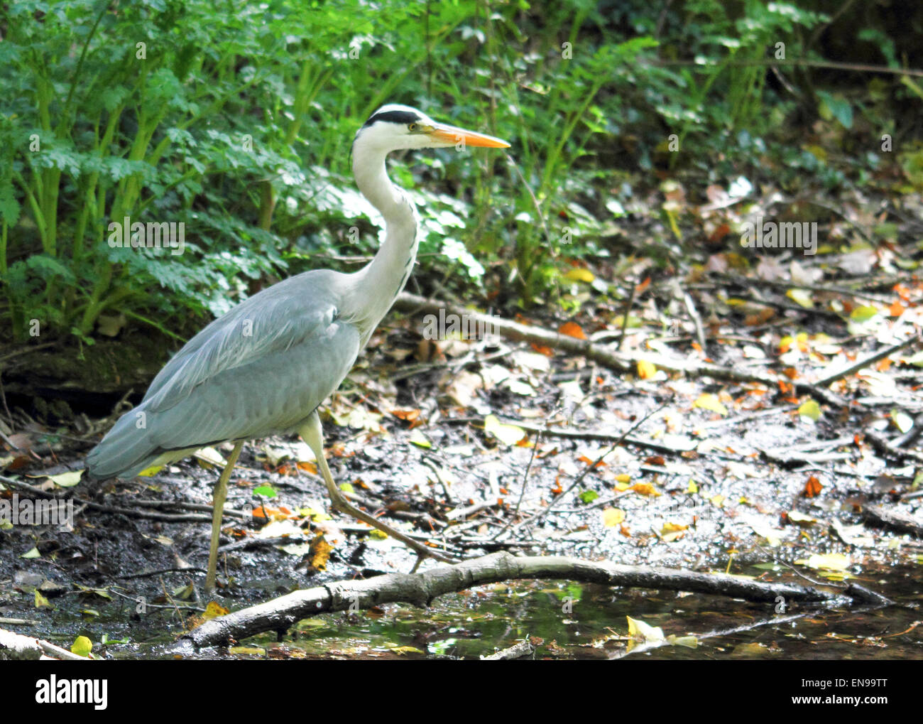 Large wading birds hi-res stock photography and images - Alamy