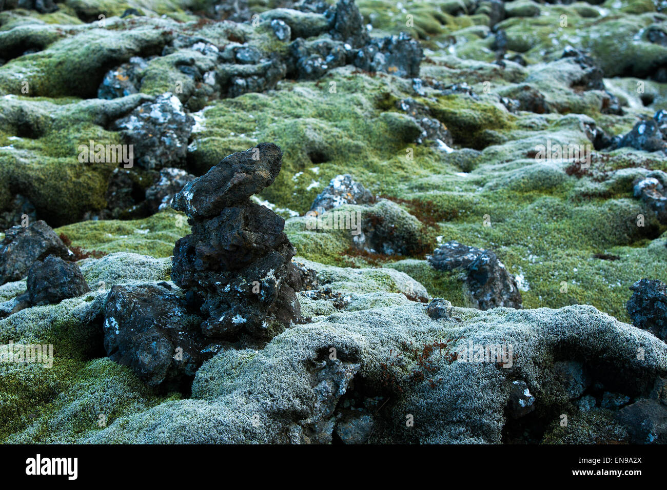 Durable green moss on volcanic rocks in Iceland Stock Photo - Alamy