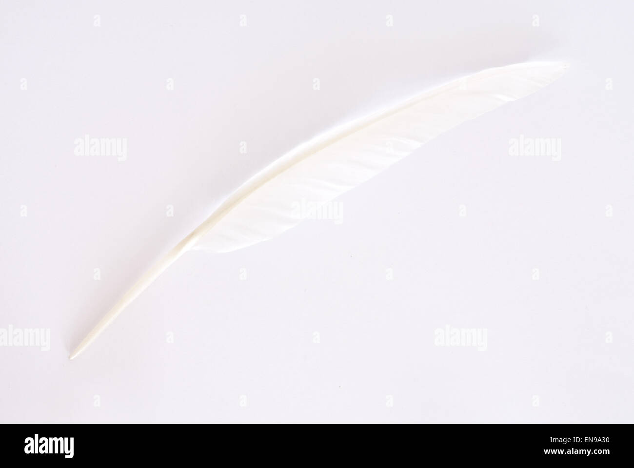 White feather on white background Stock Photo - Alamy