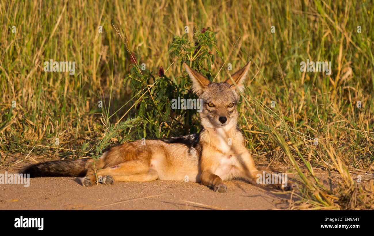 Wet jackal hi-res stock photography and images - Alamy