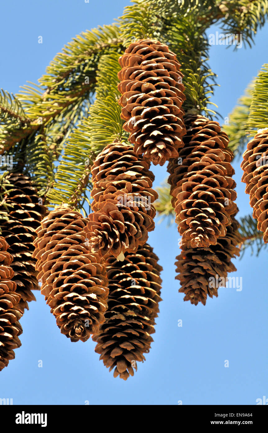 Picea sp hi-res stock photography and images - Alamy