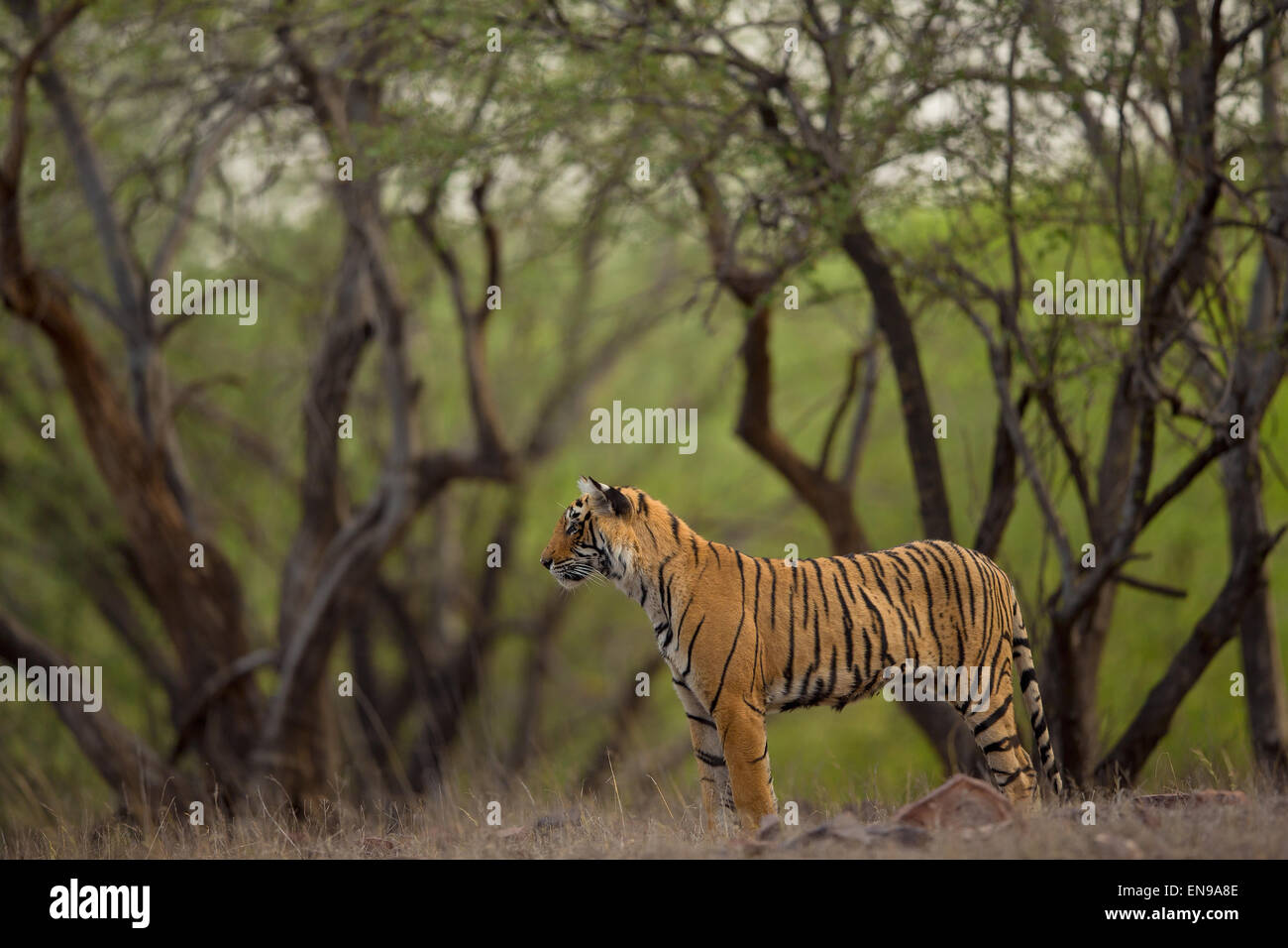 Royal Bengal Tiger cubs in monsoon forest of Ranthambhore National Park ...