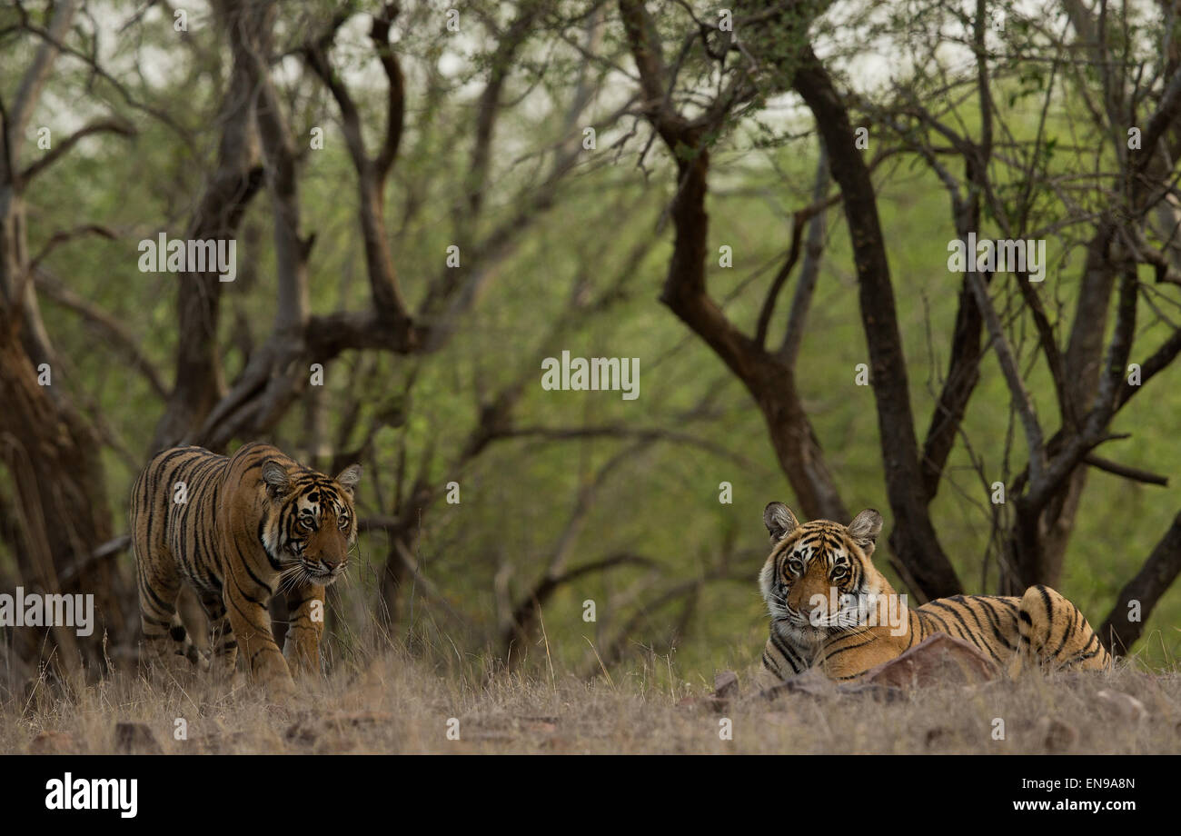 Royal Bengal Tiger cubs in monsoon forest of Ranthambhore National Park ...
