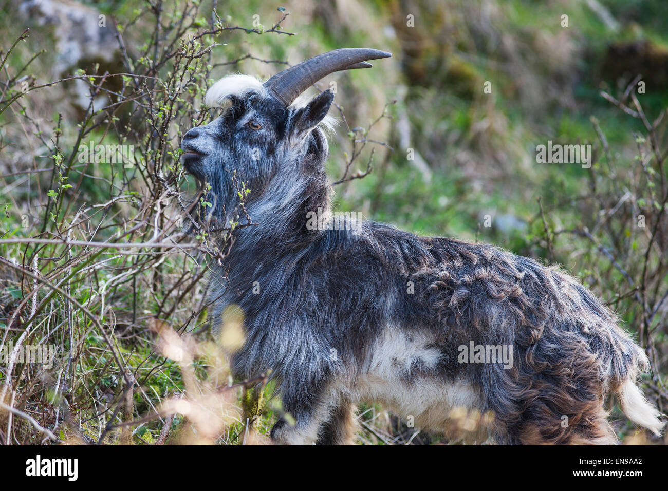Wild Goats at Cheddar Gorge Stock Photo - Alamy