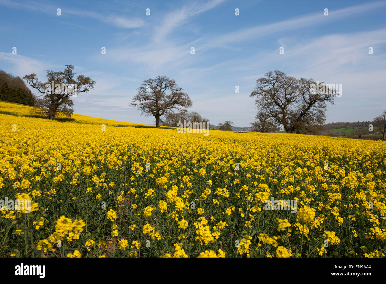 A Field of yellow Rapeseed Stock Photo - Alamy