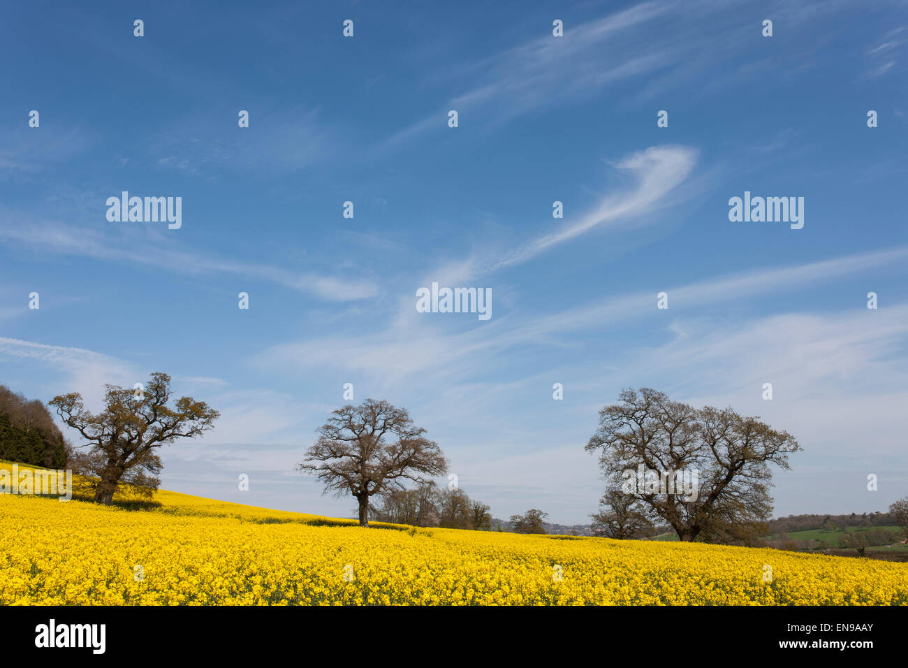 A Field of yellow Rapeseed Stock Photo - Alamy