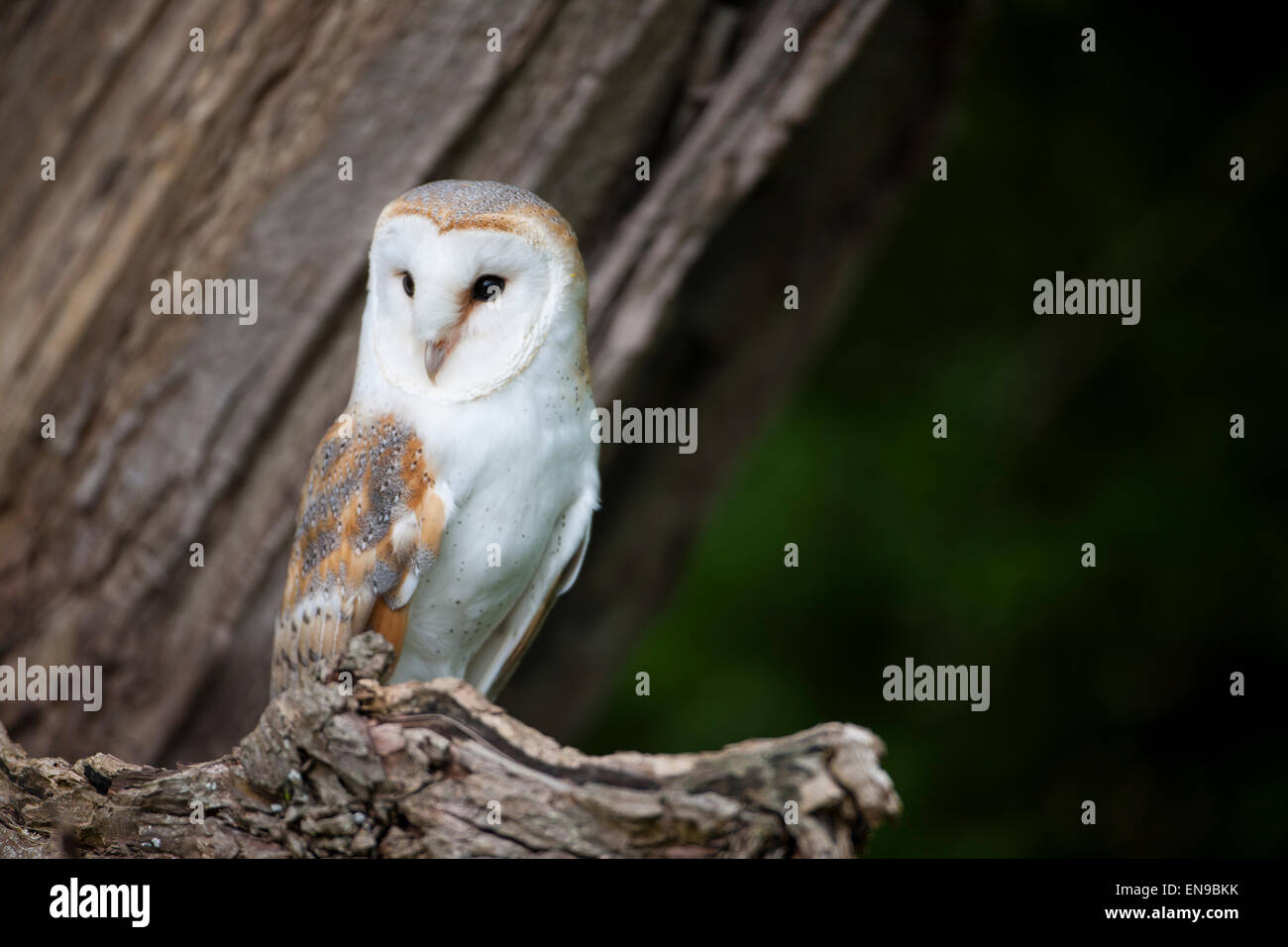 A Barn Owl Stock Photo - Alamy