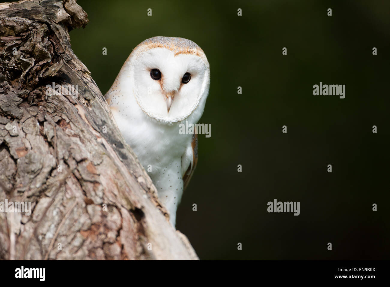 Barn owl hi-res stock photography and images - Alamy