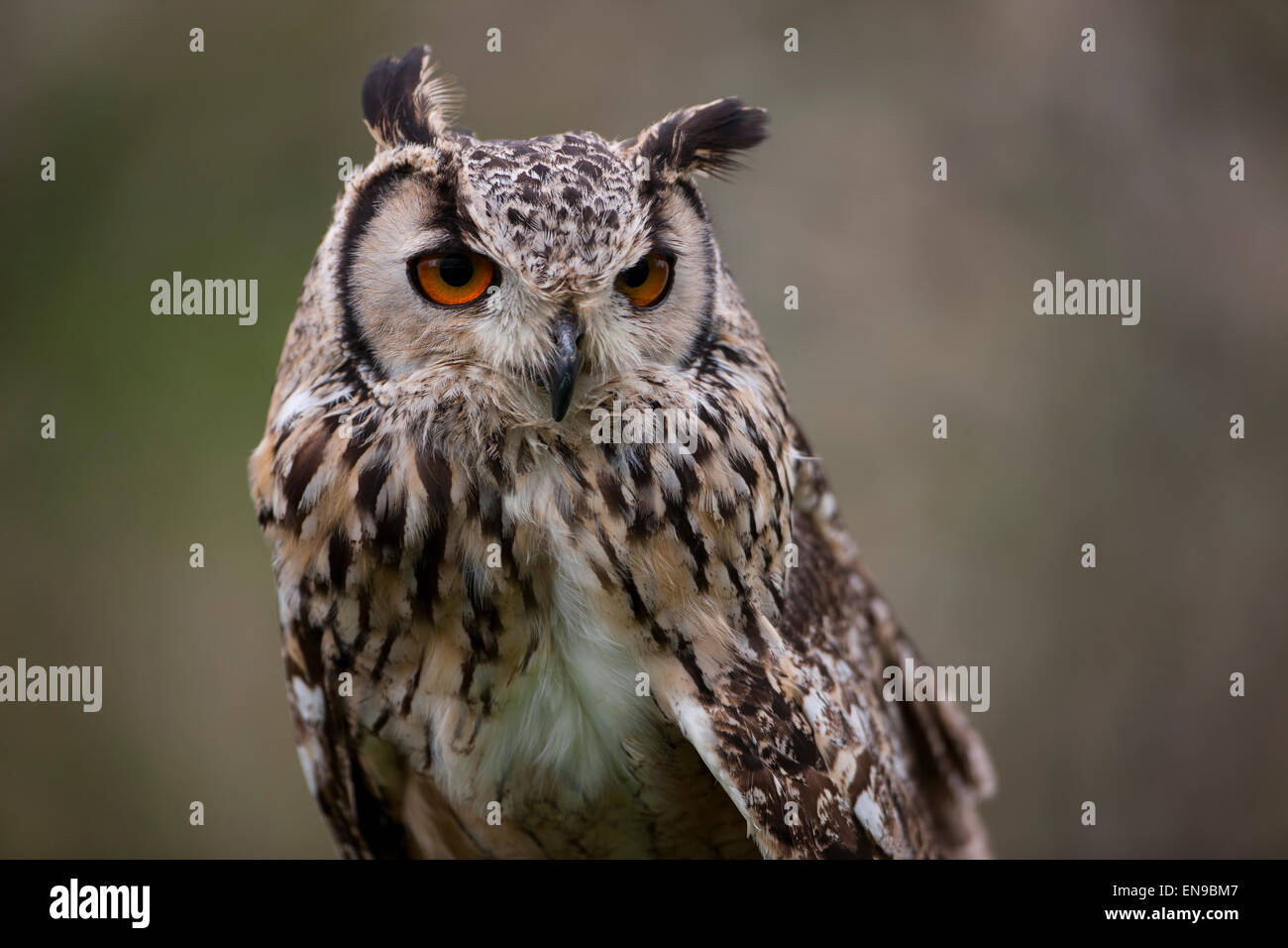 A Bengal Owl Stock Photo - Alamy