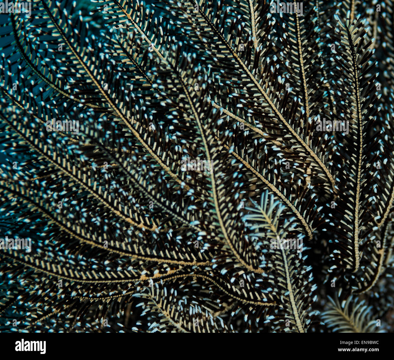 Feather star crinoid oxycomanthus hi-res stock photography and images ...
