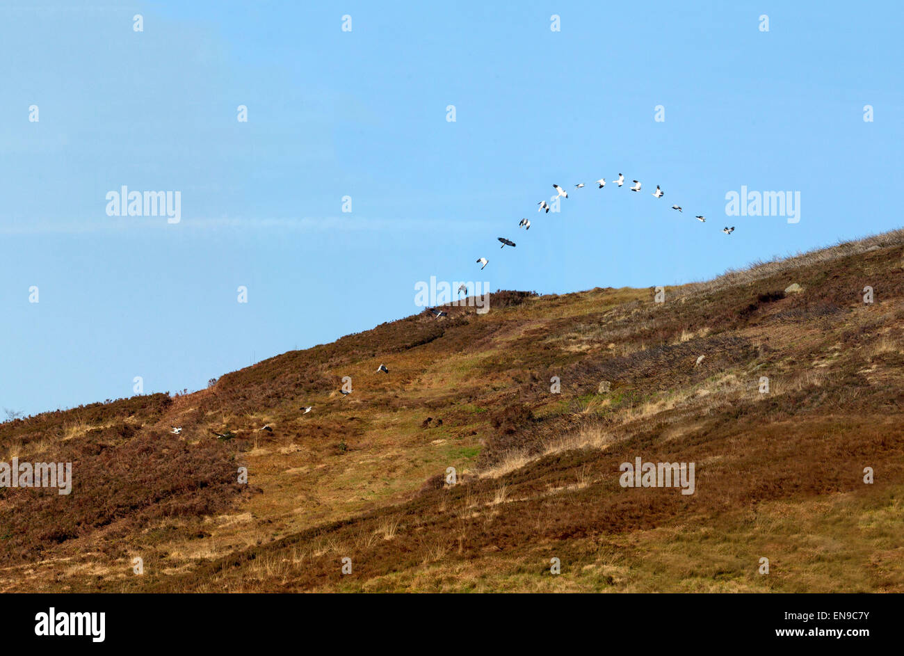 Male Hen harrier (Circus cyaneus) sky dancing display flight, Langholm ...