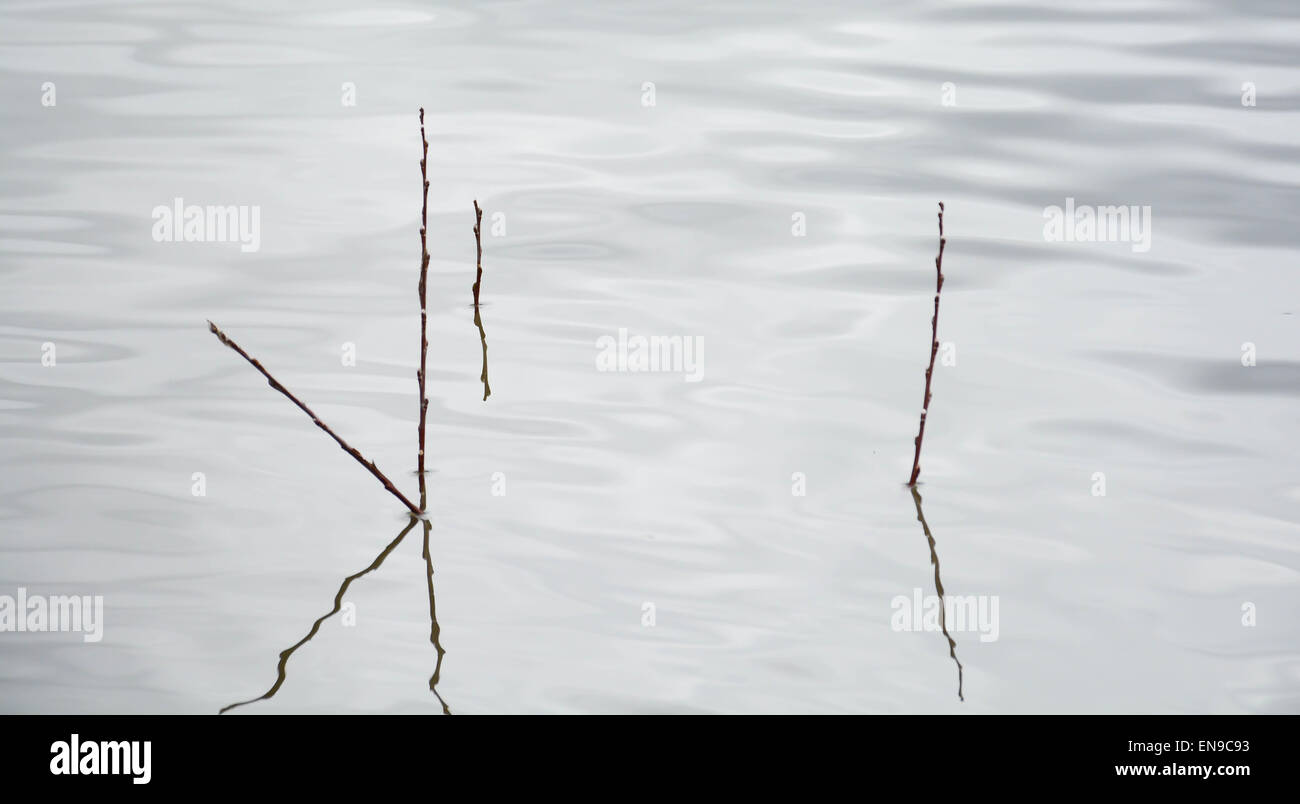 Plant reflection on water Stock Photo - Alamy