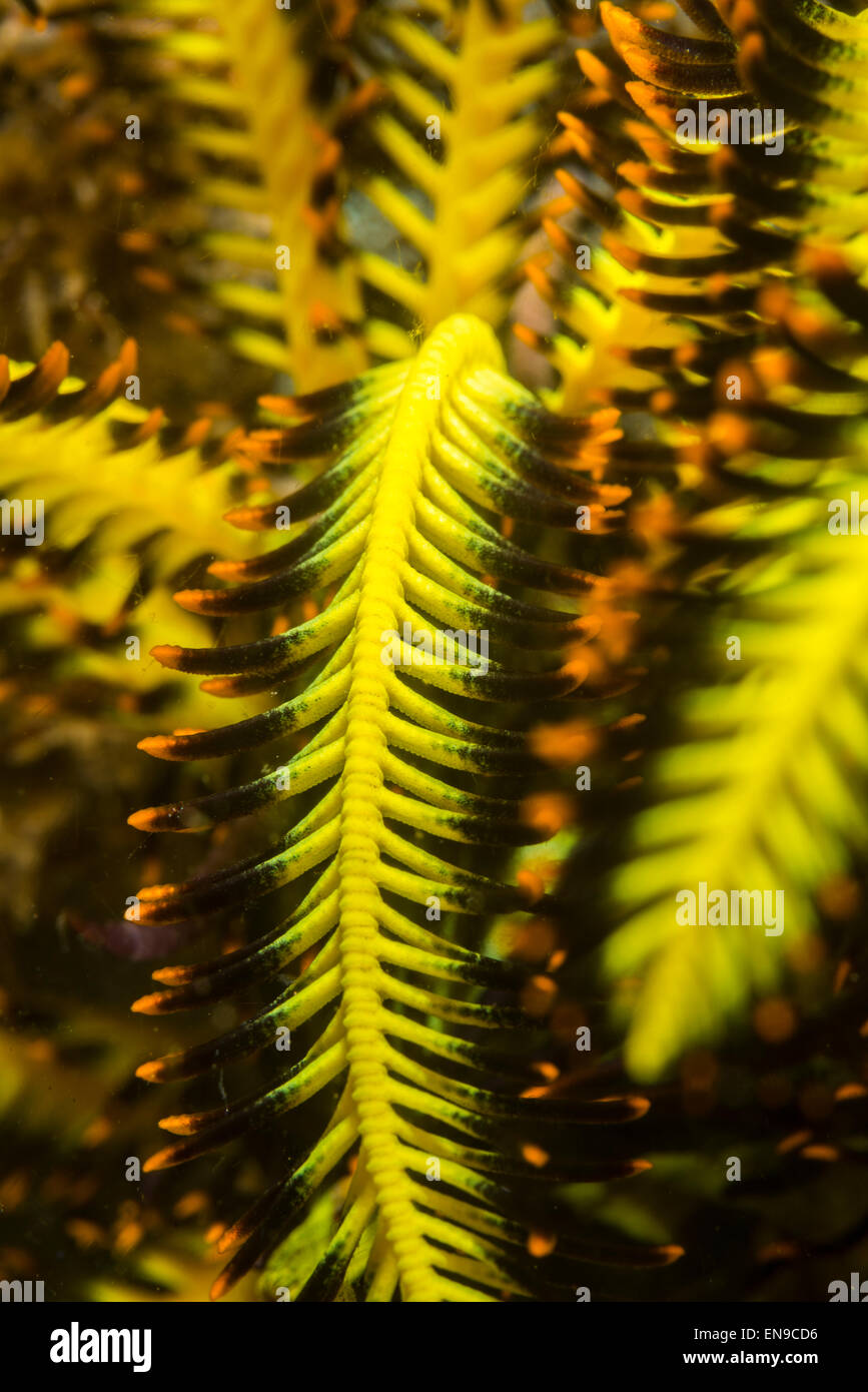 Detail of a feather star Stock Photo - Alamy