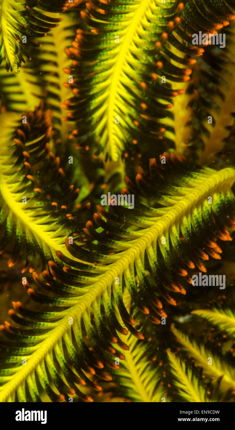 Detail of a feather star Stock Photo - Alamy