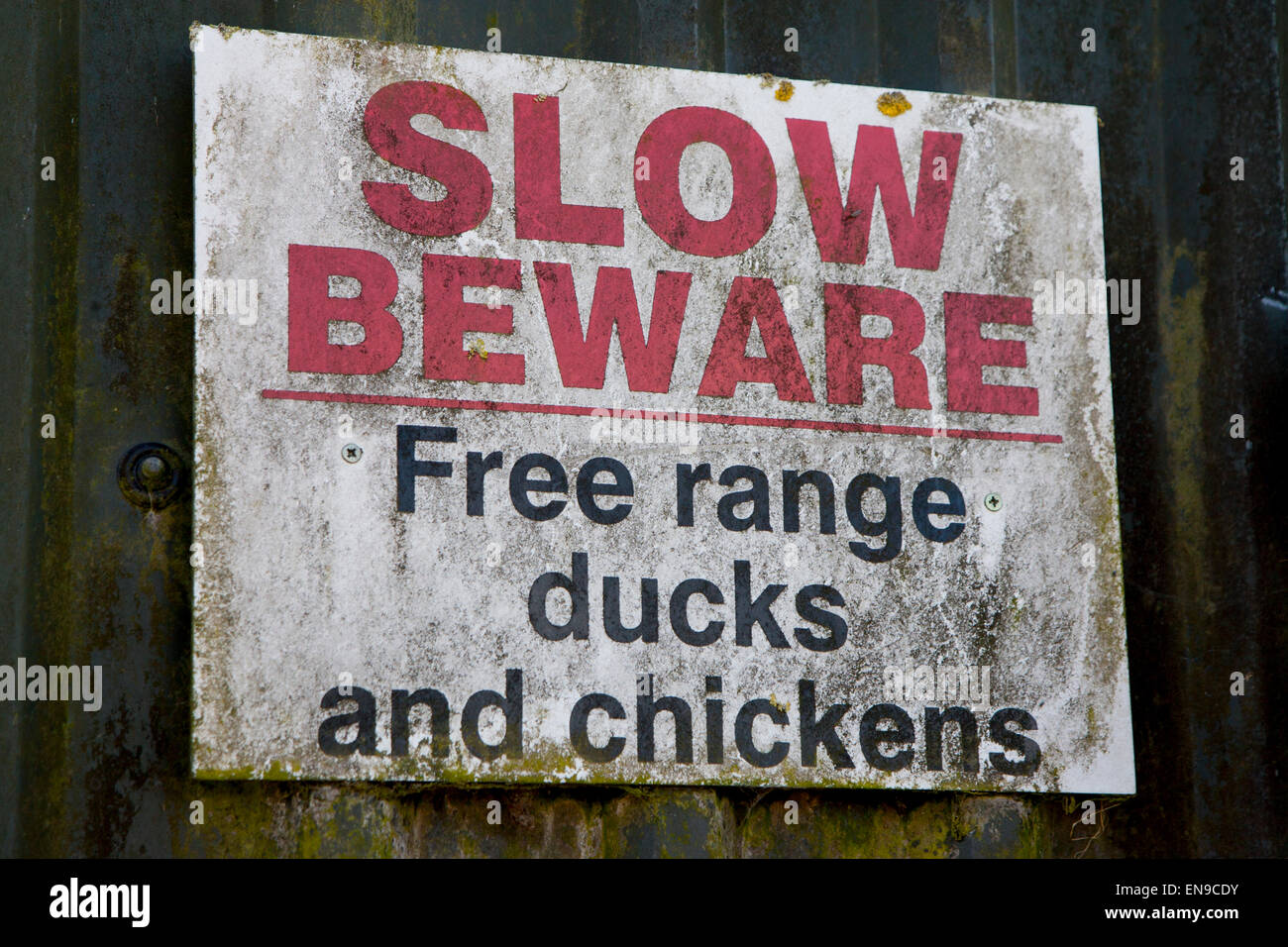 Slow, Beware, Sigh, ducks, chickens, free range, Isle of Wight UK Stock ...