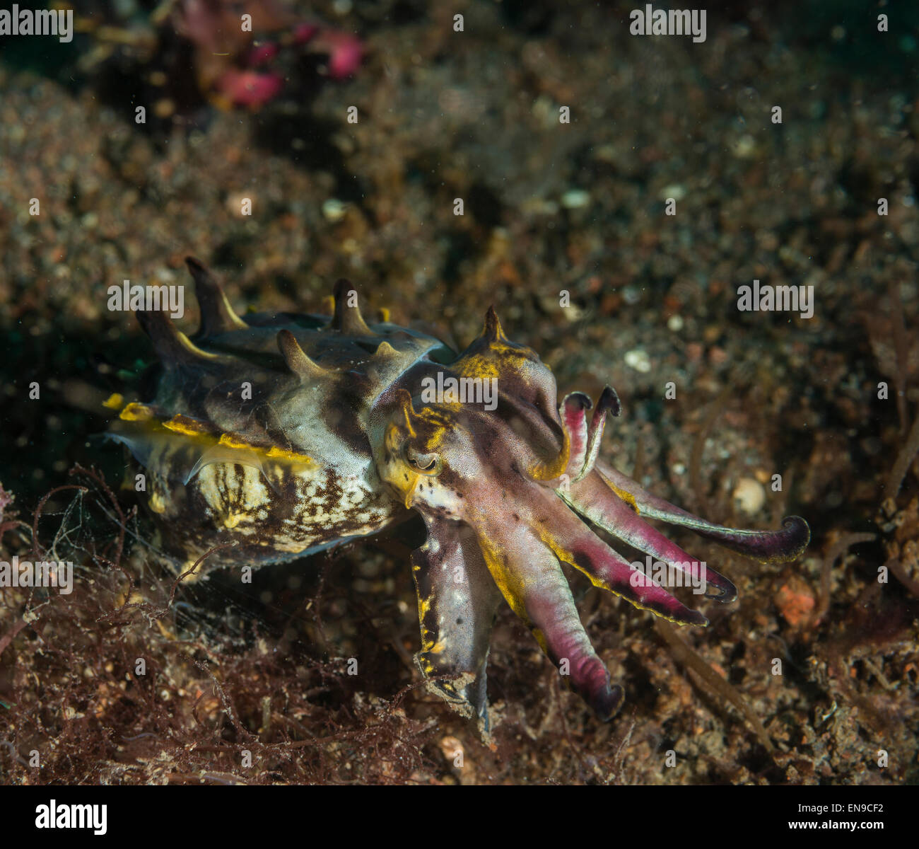 Flamboyant cuttlefish on the sea floor Stock Photo - Alamy