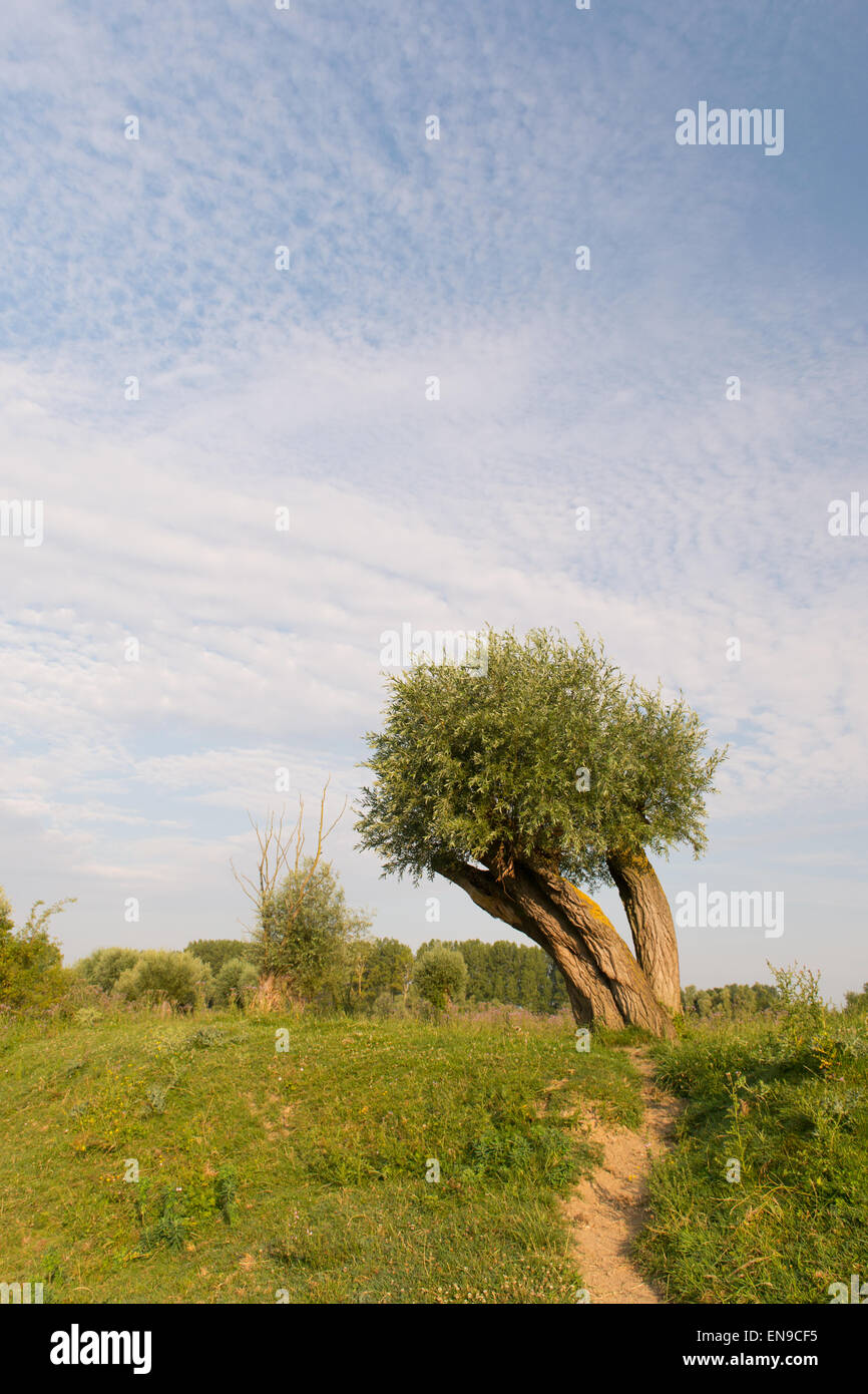 Willow tree top hi-res stock photography and images - Alamy