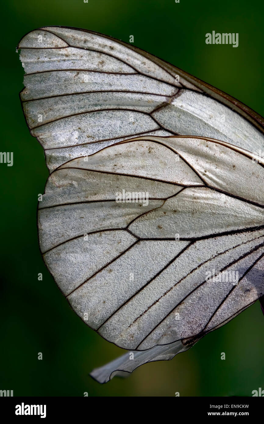 white wing of a butterfly and his line Stock Photo - Alamy