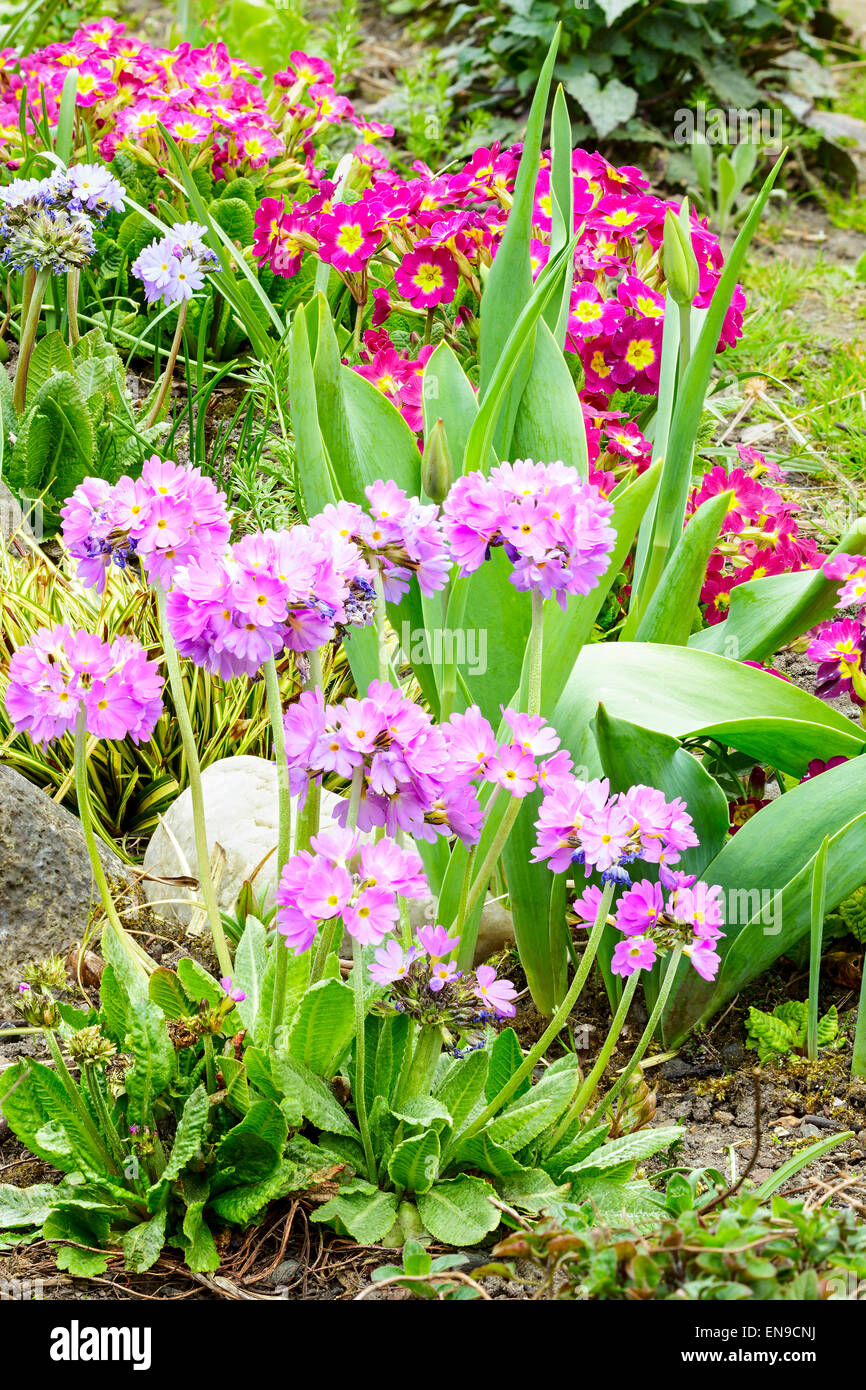 Evening primroses hi-res stock photography and images - Alamy