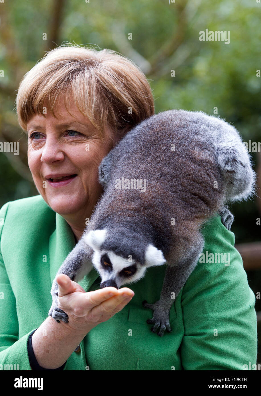 Marlow, Germany. 30th Apr, 2015. German Chancellor Angela Merkel feeds ...