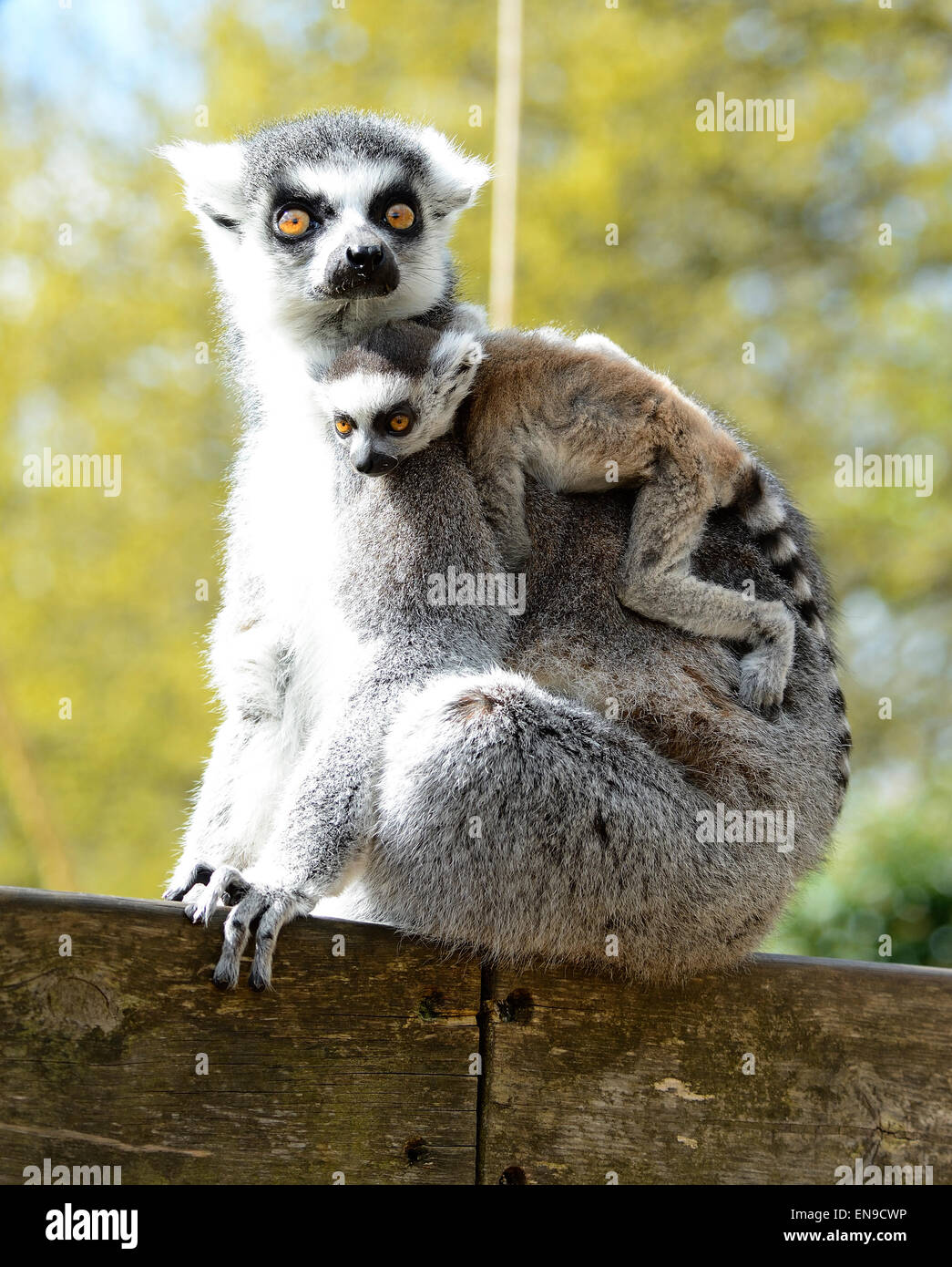 baby Ring tailed Lemur on it's mothers back Stock Photo - Alamy