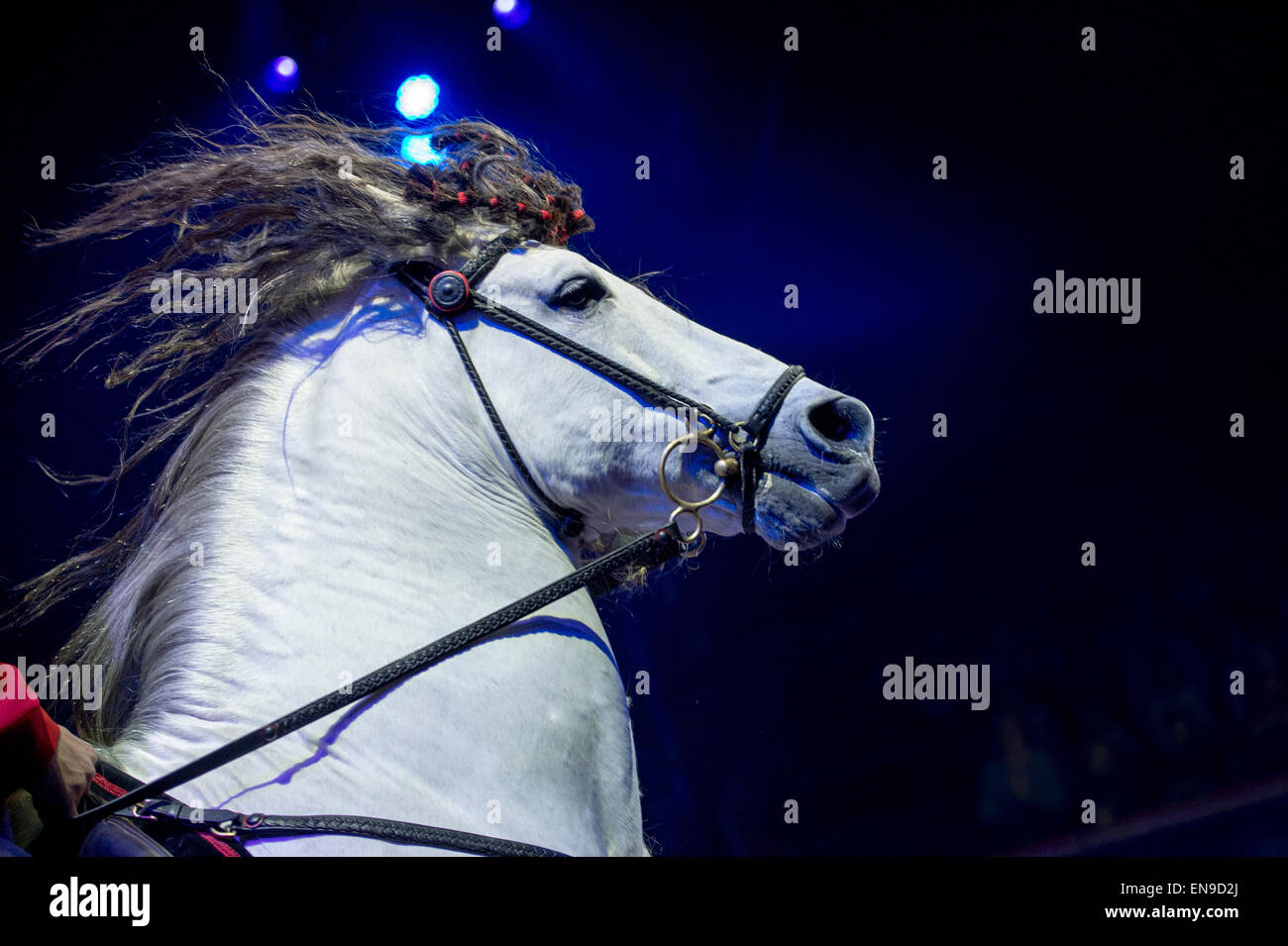 Gallop at the side hi-res stock photography and images - Alamy