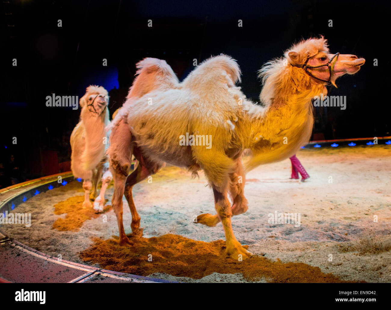 Camels hair coat hi-res stock photography and images - Alamy