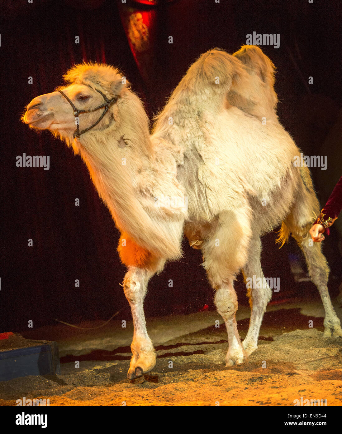 Camel with halter hi-res stock photography and images - Alamy