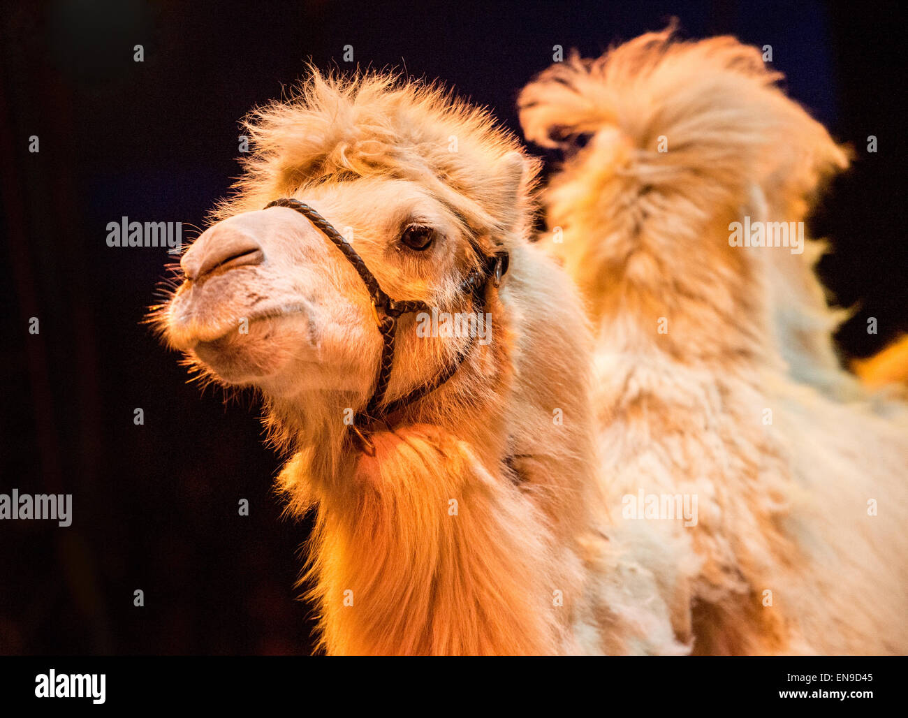 Bactrian camel side view hi-res stock photography and images - Alamy