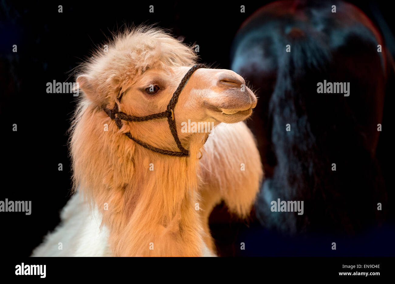 Wooly head hi-res stock photography and images - Alamy