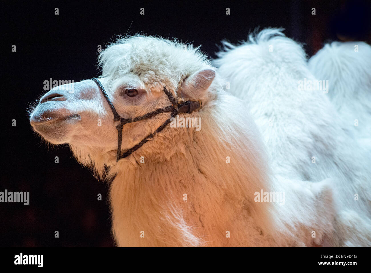 Camel Hair Stock Photos & Camel Hair Stock Images - Alamy