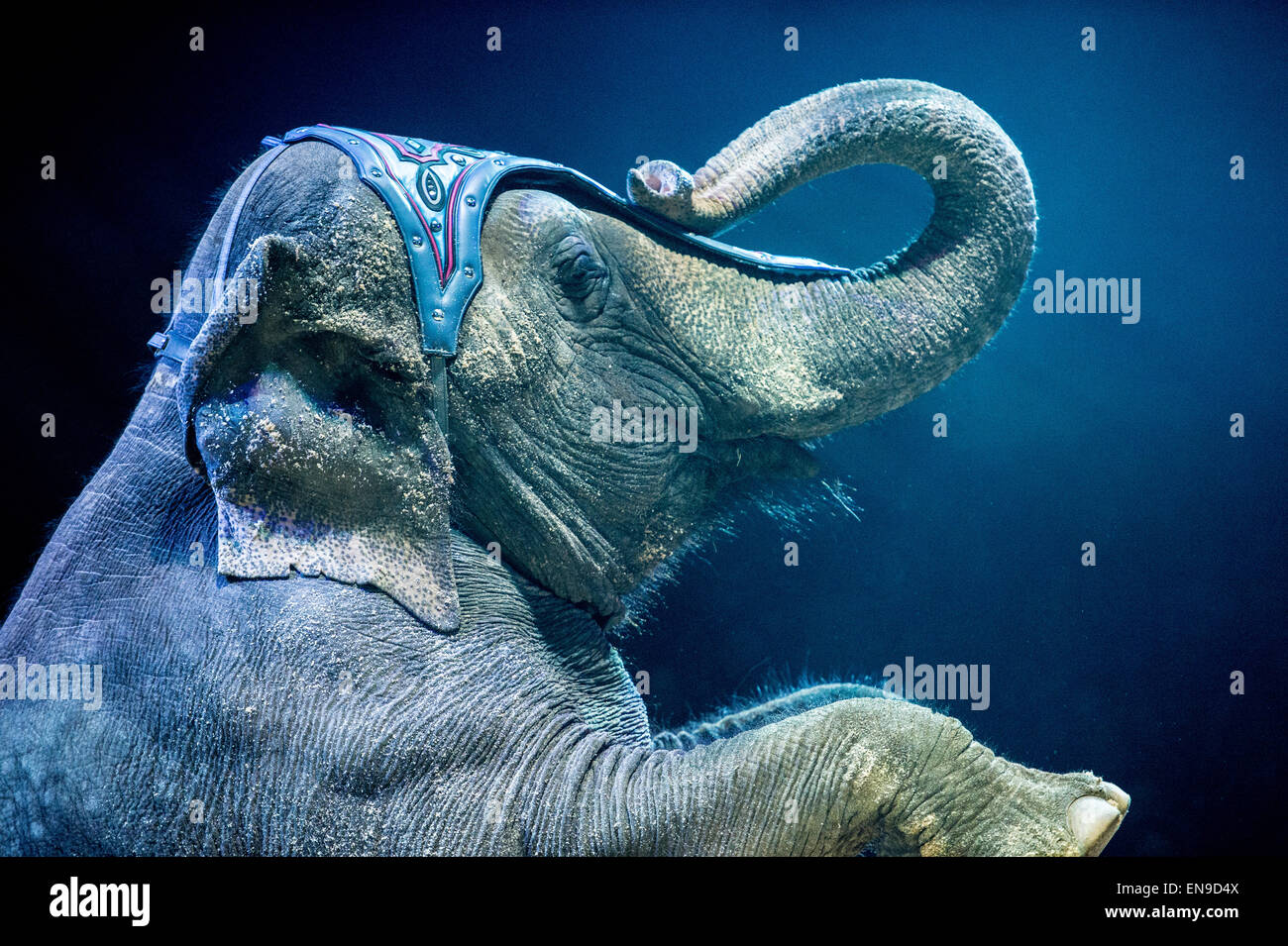 Performing elephant hi-res stock photography and images - Alamy