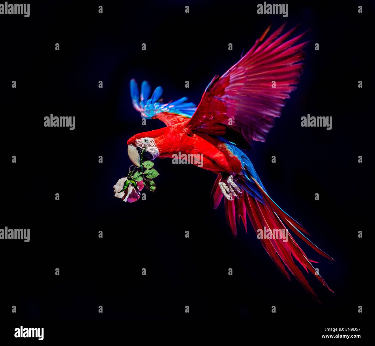 Green winged macaw scarlet macaw hi-res stock photography and images ...