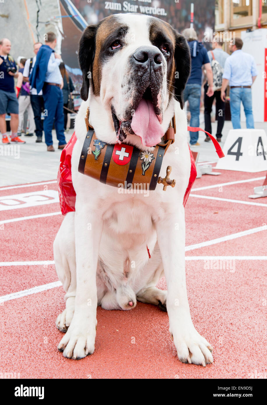 Dog St. Bernard with little wooden barrel Stock Photo - Alamy