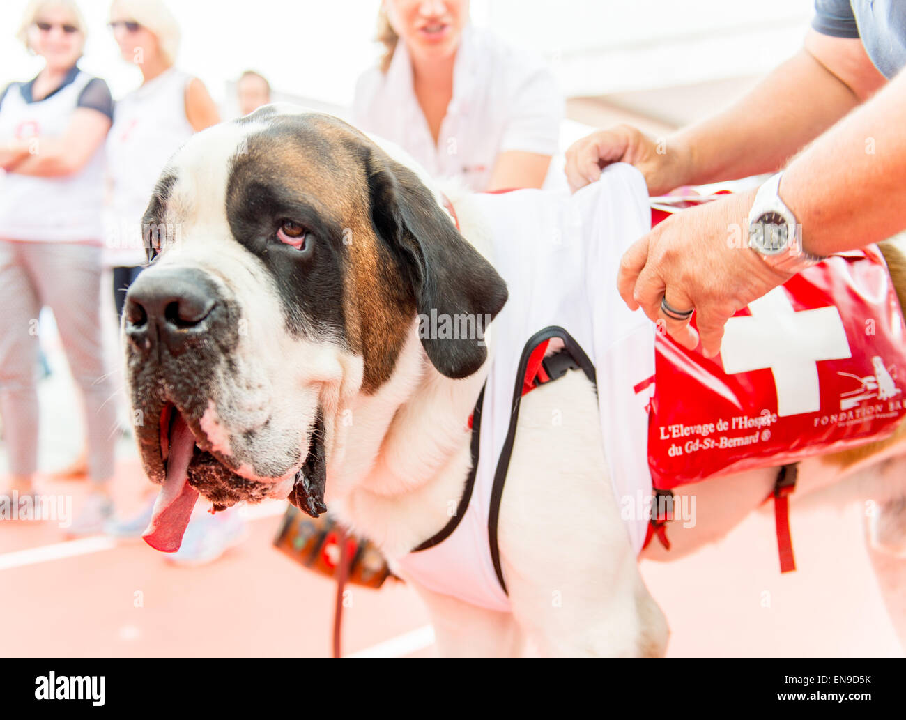 St. Bernard dog with little wooden barrel Stock Photo - Alamy